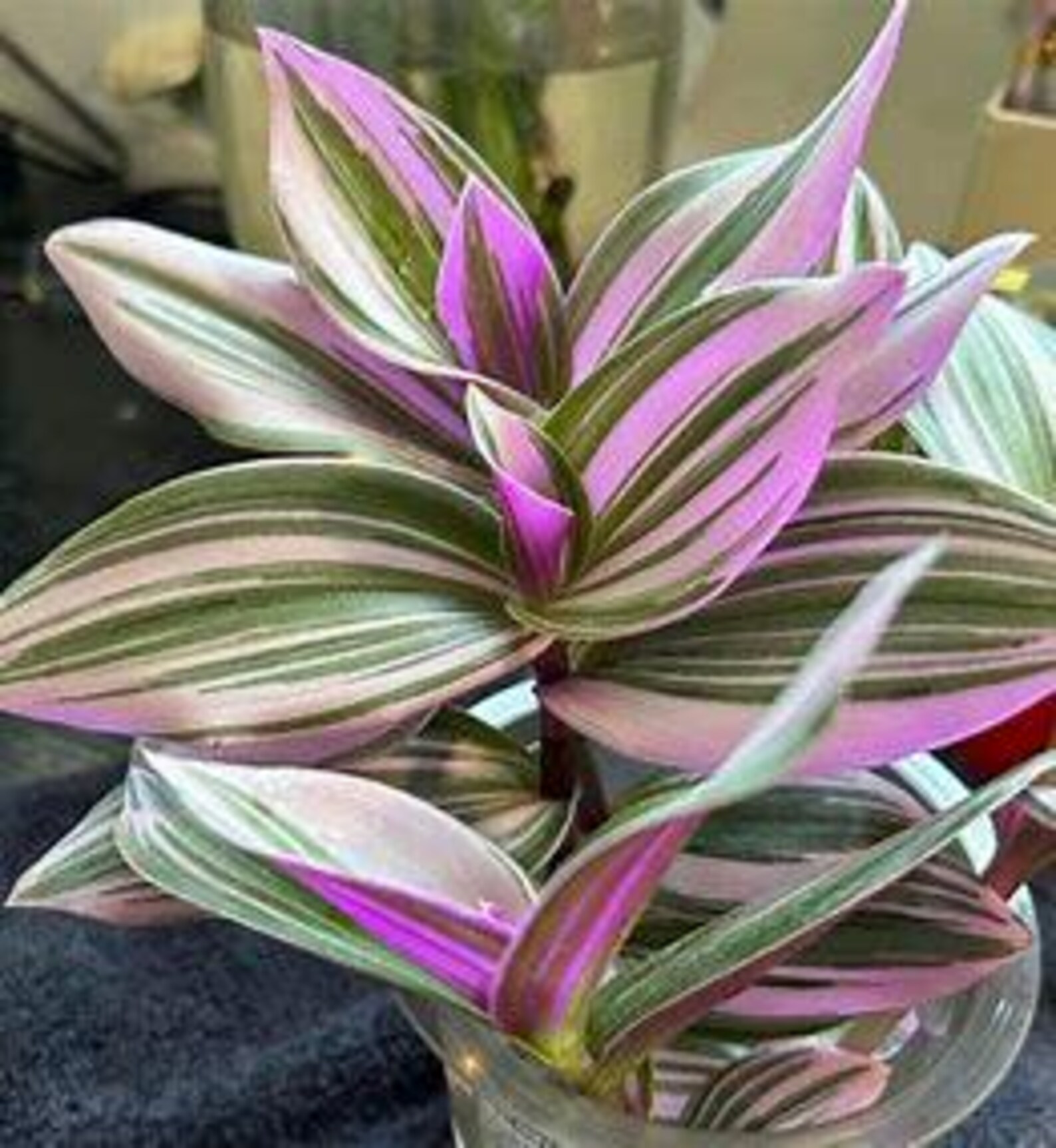 Tradescantia Nanouk Cutting – Rare Houseplant, Easy to Root, Pink and ...