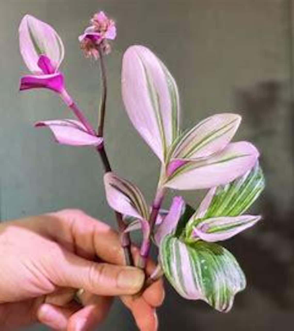 Tradescantia Nanouk Cutting – Rare Houseplant, Easy to Root, Pink and ...