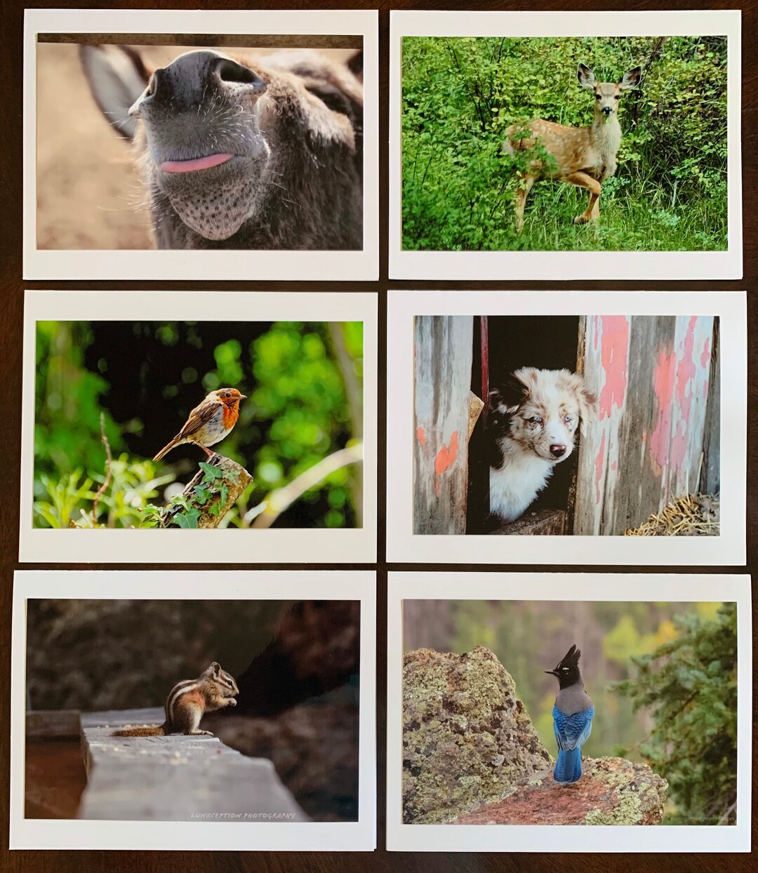 Set of 6 Animal Photo Cards - Etsy
