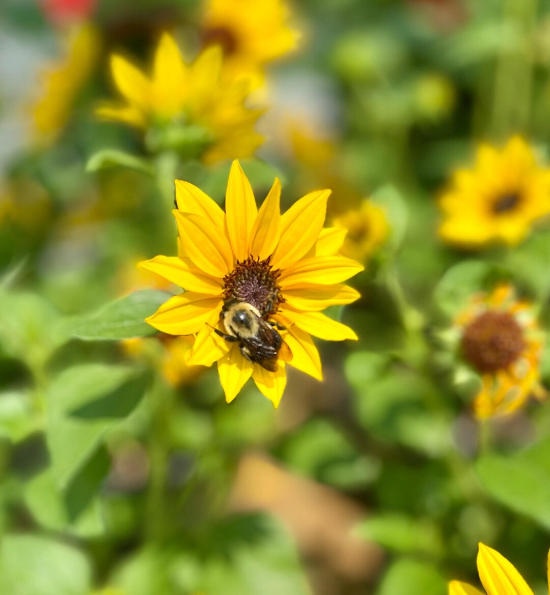 Cute Busy Bee! - Etsy