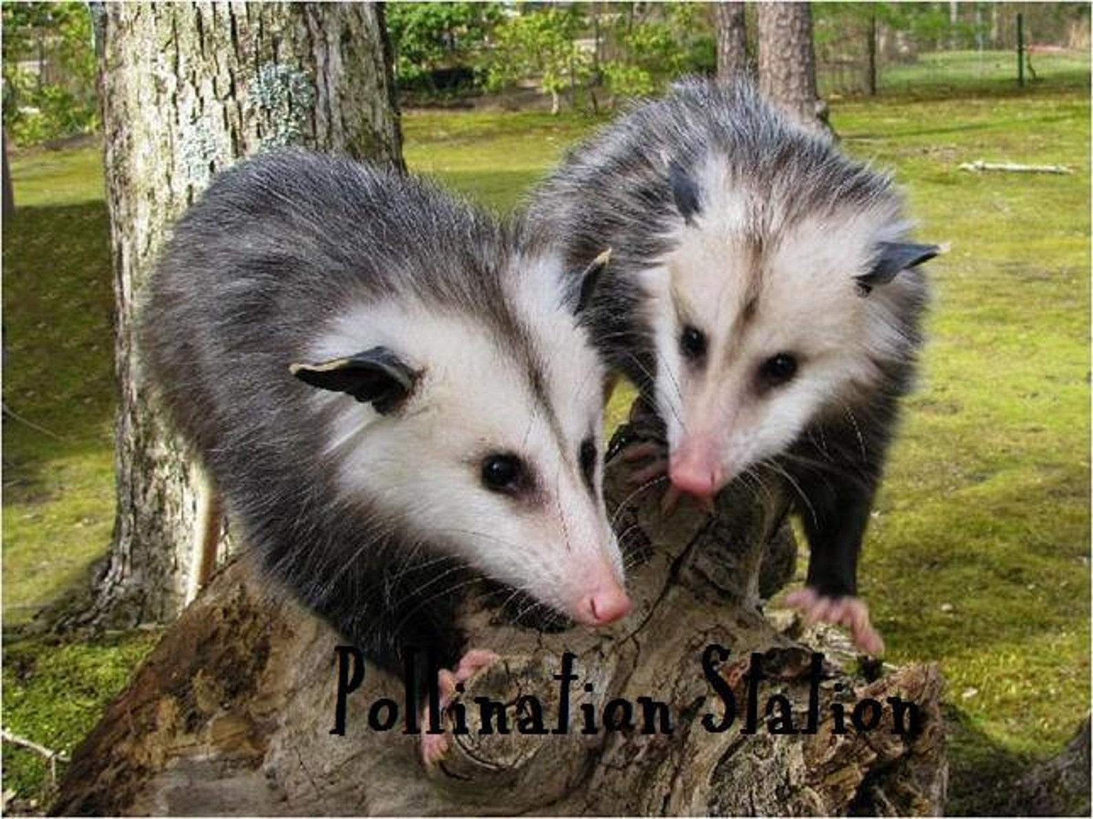 Opossum Note Cards With Stickers 4 NON-PROFIT Possum - Etsy