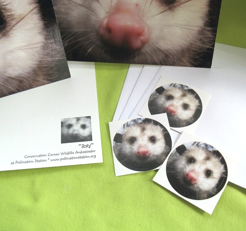 Opossum Note Cards With Stickers 4 NON-PROFIT Possum - Etsy