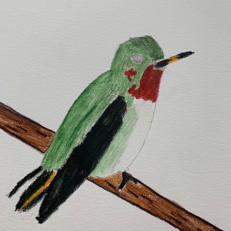 Hummingbird Art Original Drawing - Green Bird Art - Bird Illustration ...