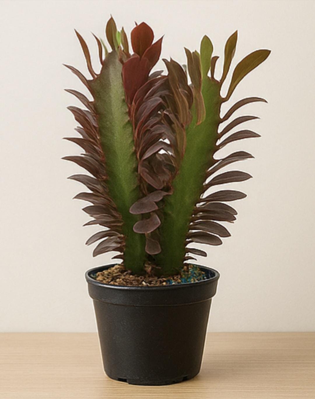 2 Pack Red Euphorbia Trigona Red Live Succulent Cactus Plant Exotic ...