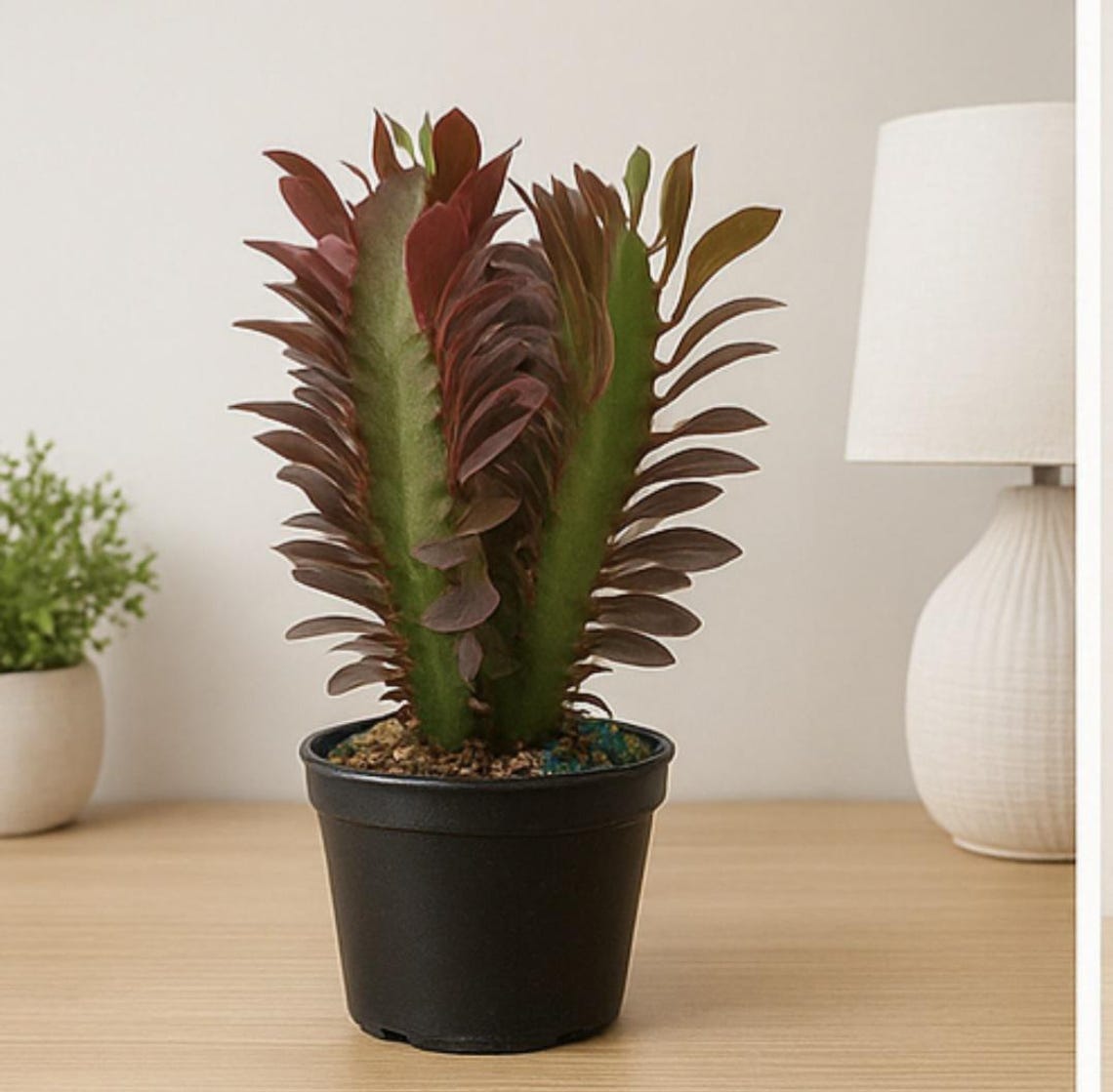 2 Pack Red Euphorbia Trigona Red Live Succulent Cactus Plant Exotic ...