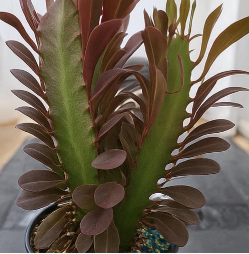 2 Pack Red Euphorbia Trigona Red Live Succulent Cactus Plant Exotic ...