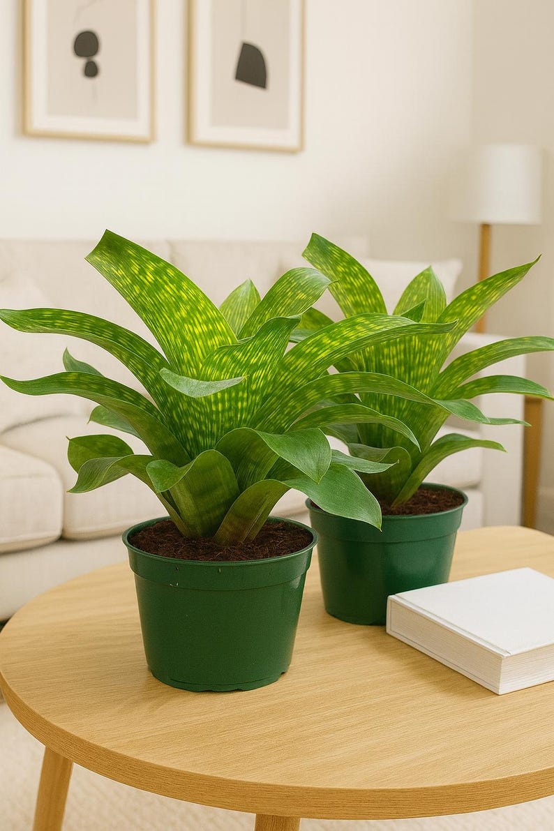 Pack 2 Vrissea Gigantea Nova Bromeliad – Large Exotic Tropical Plant in ...