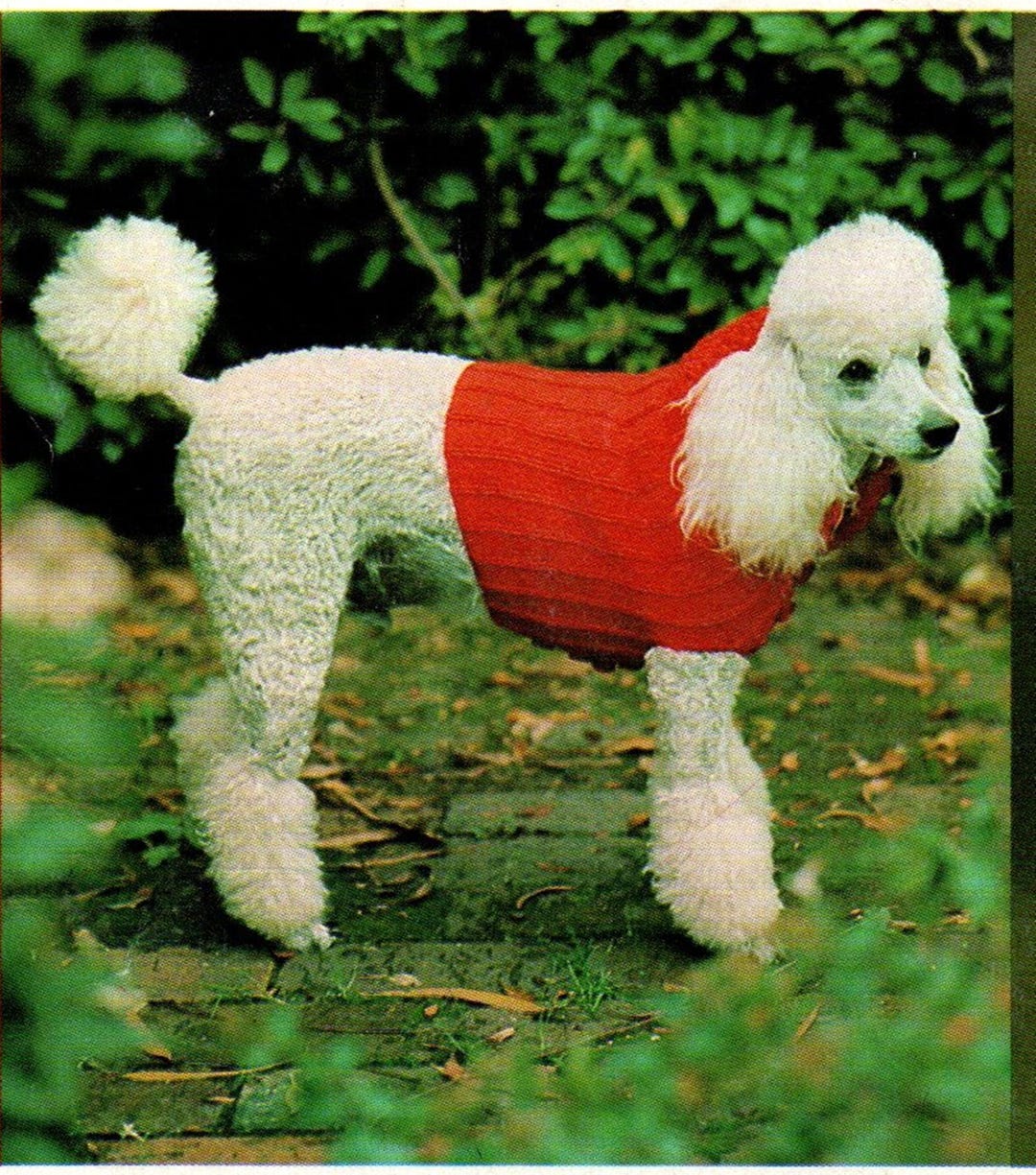 Knitted Mini Poodle Dog Coat Pattern (PDF Download) - Etsy