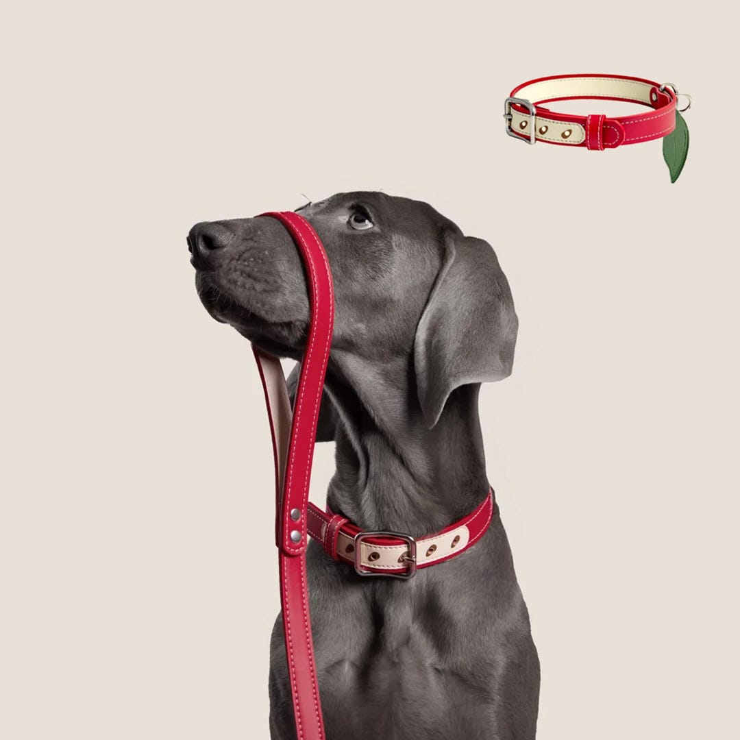 Apple Inspired Dog Collar, AirTag Compatible Leather Pet Collar With ...