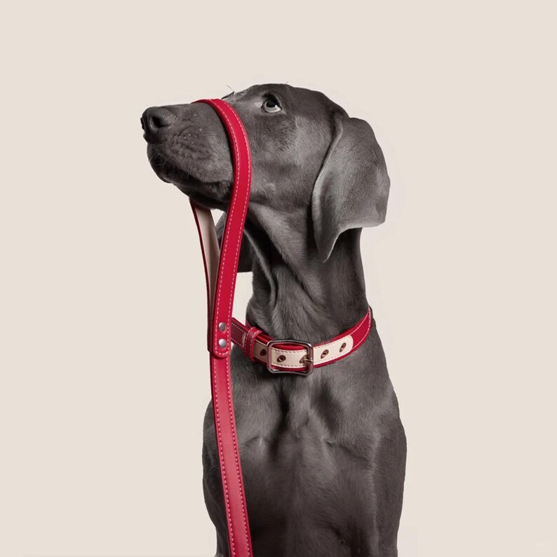 Apple Inspired Dog Collar, AirTag Compatible Leather Pet Collar With ...