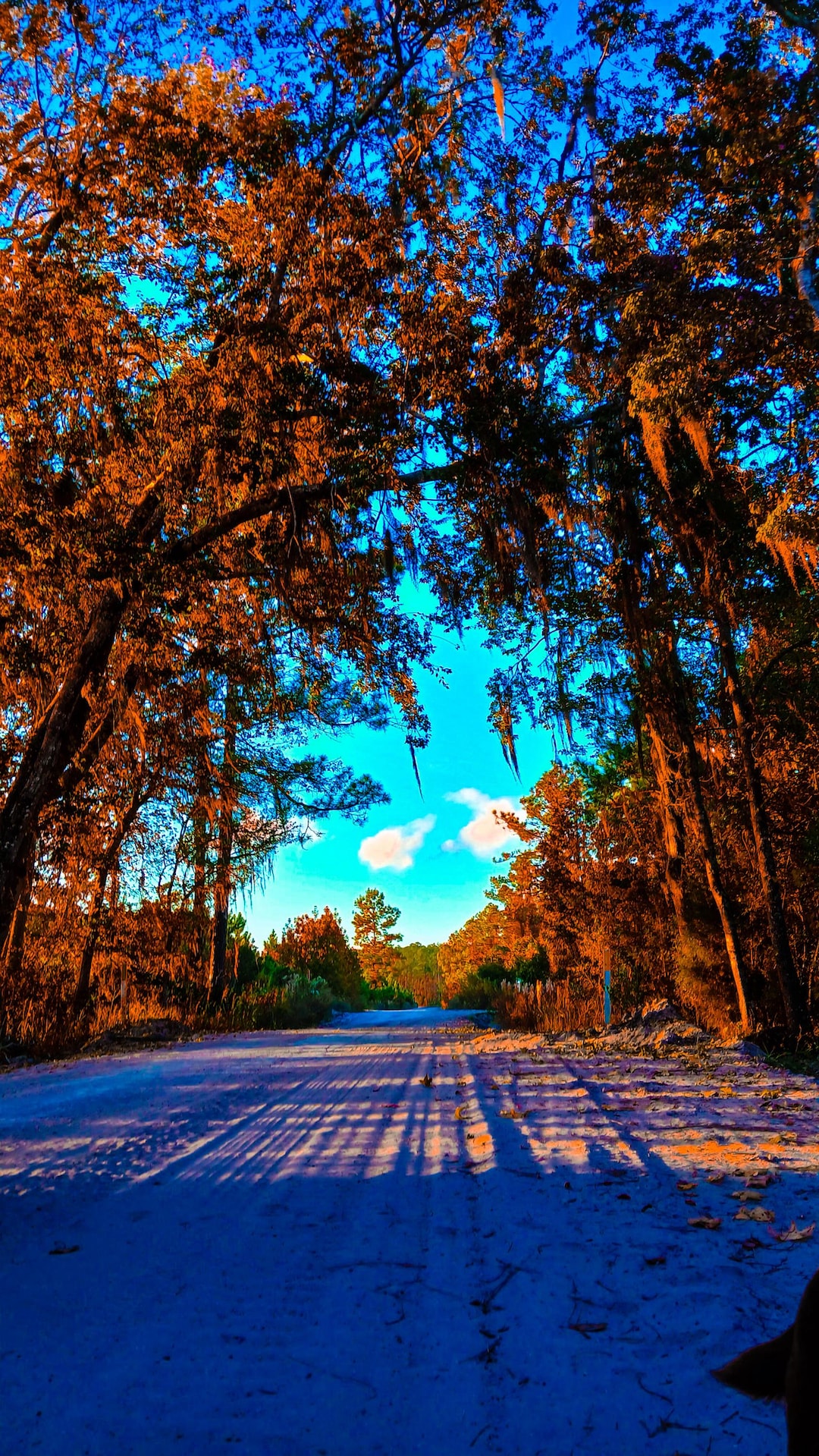 Golden Light Forest Path Fine-art Photography Print for Home Decor ...