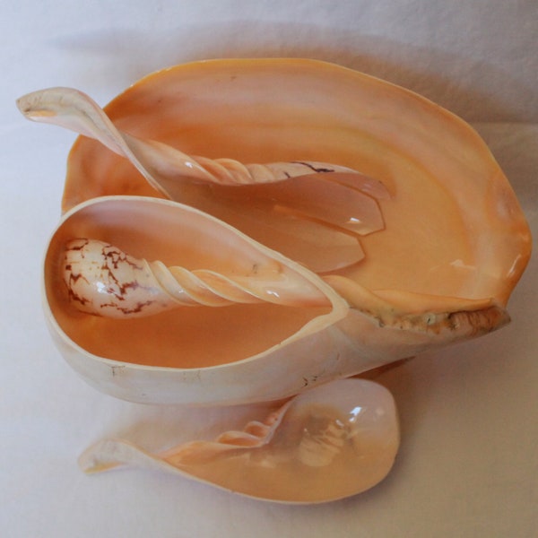 Conch Shell Serving Bowl - Etsy