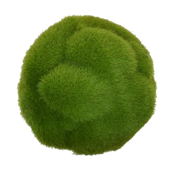 Moss Ball - Etsy