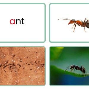 Animal Matching Cards With Pictures and Names: Autism Learning Resource ...
