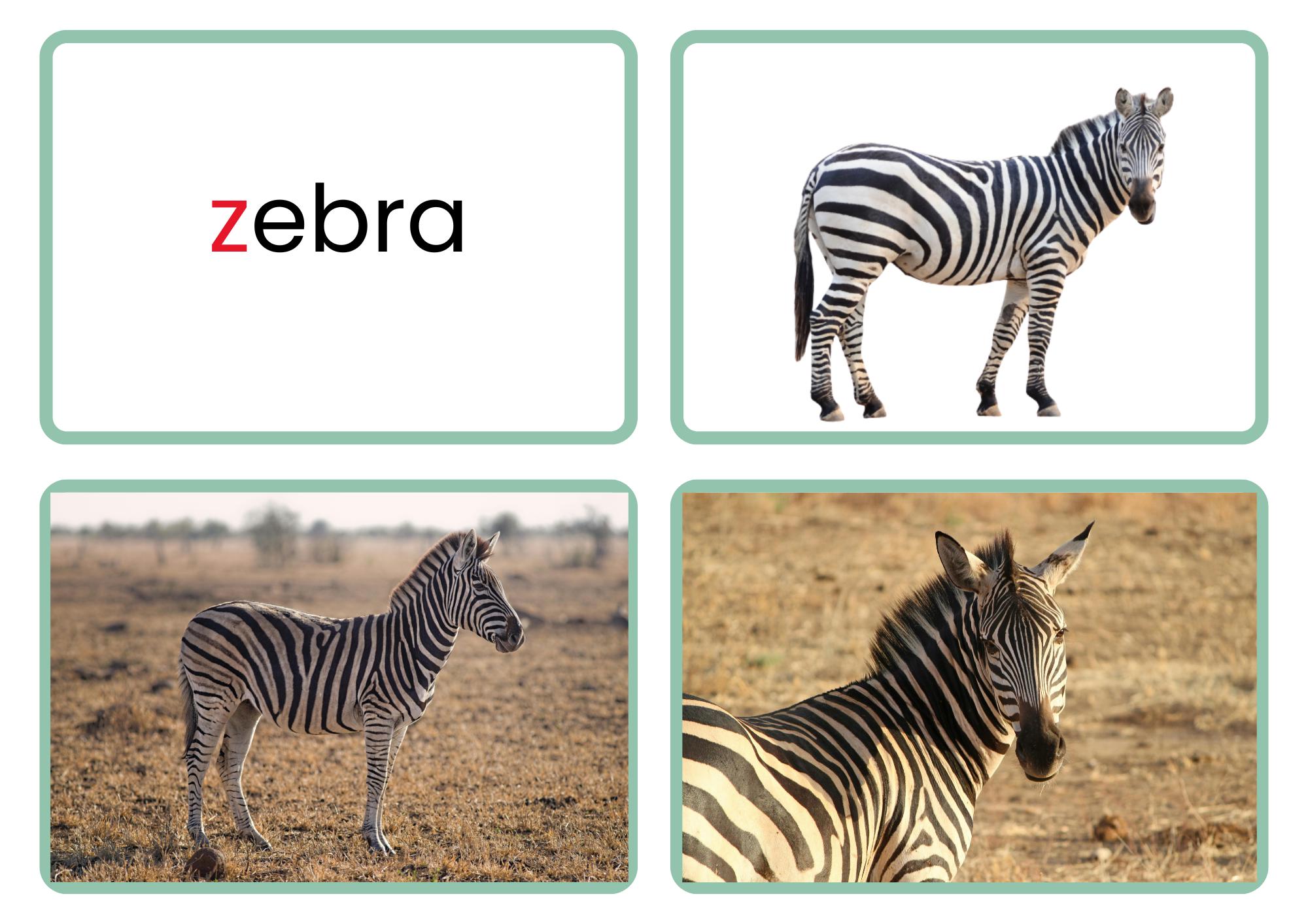 Animal Matching Cards With Pictures and Names: Autism Learning Resource ...