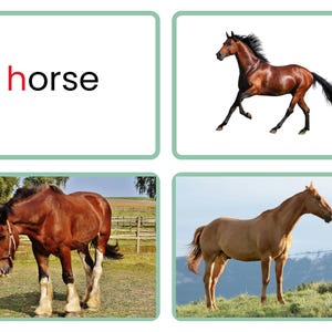 Animal Matching Cards With Pictures and Names: Autism Learning Resource ...