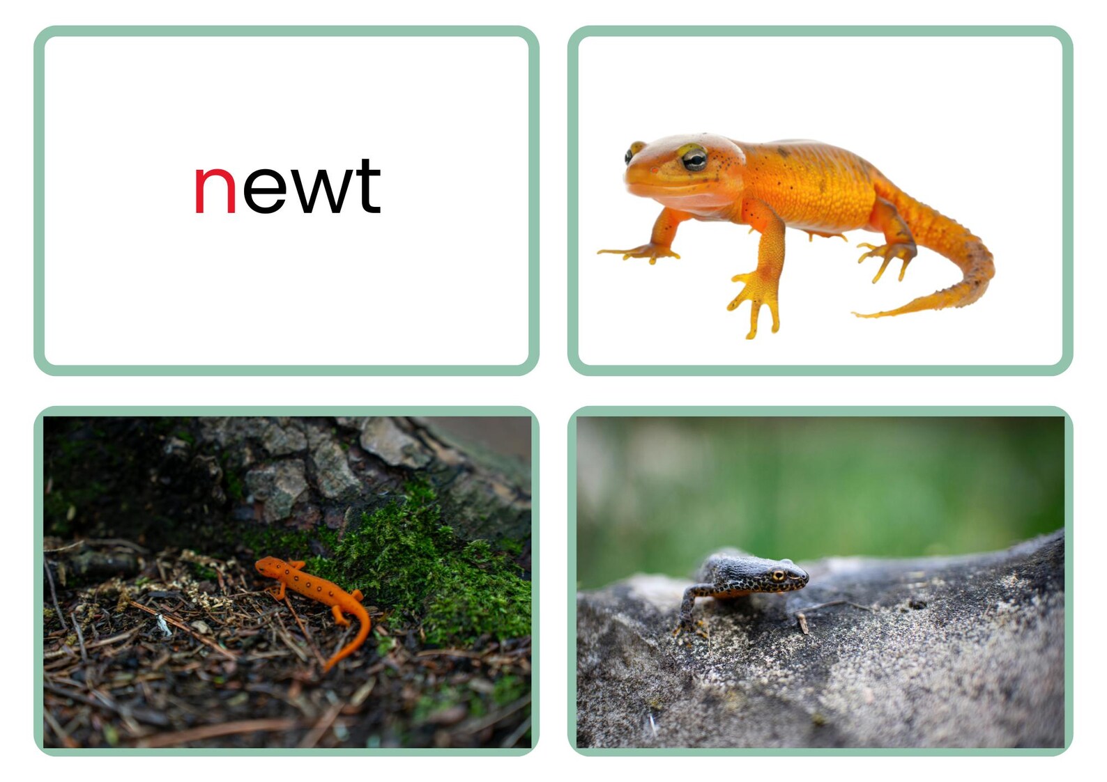 Animal Matching Cards With Pictures and Names: Autism Learning Resource ...