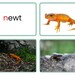 Animal Matching Cards With Pictures and Names: Autism Learning Resource ...