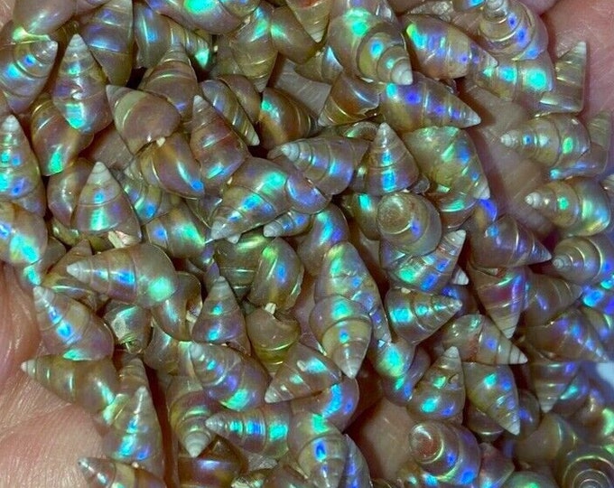 Fabulous ANTIQUE Tasmanian Aboriginal MAIREENER Iridescent SHELLS 54 ...
