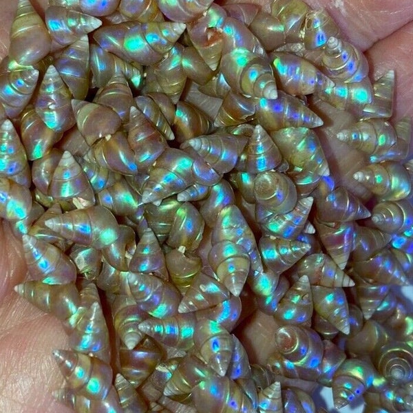 Rare Sea Shells - Etsy