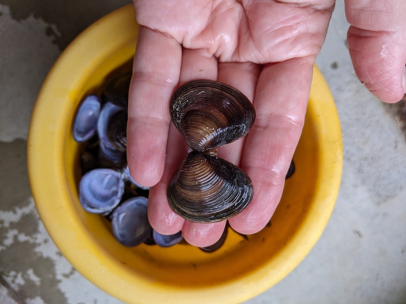 Blue Shells Asian Freshwater Clam Shell Pairs Crafting Paired Jewelry ...