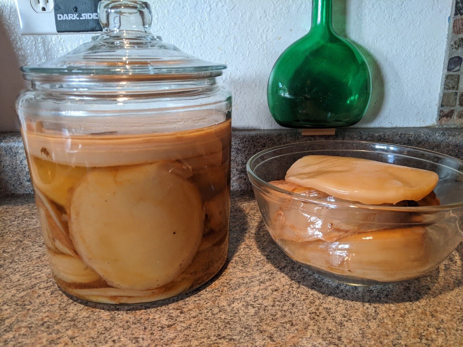 Giant Kombucha Scoby