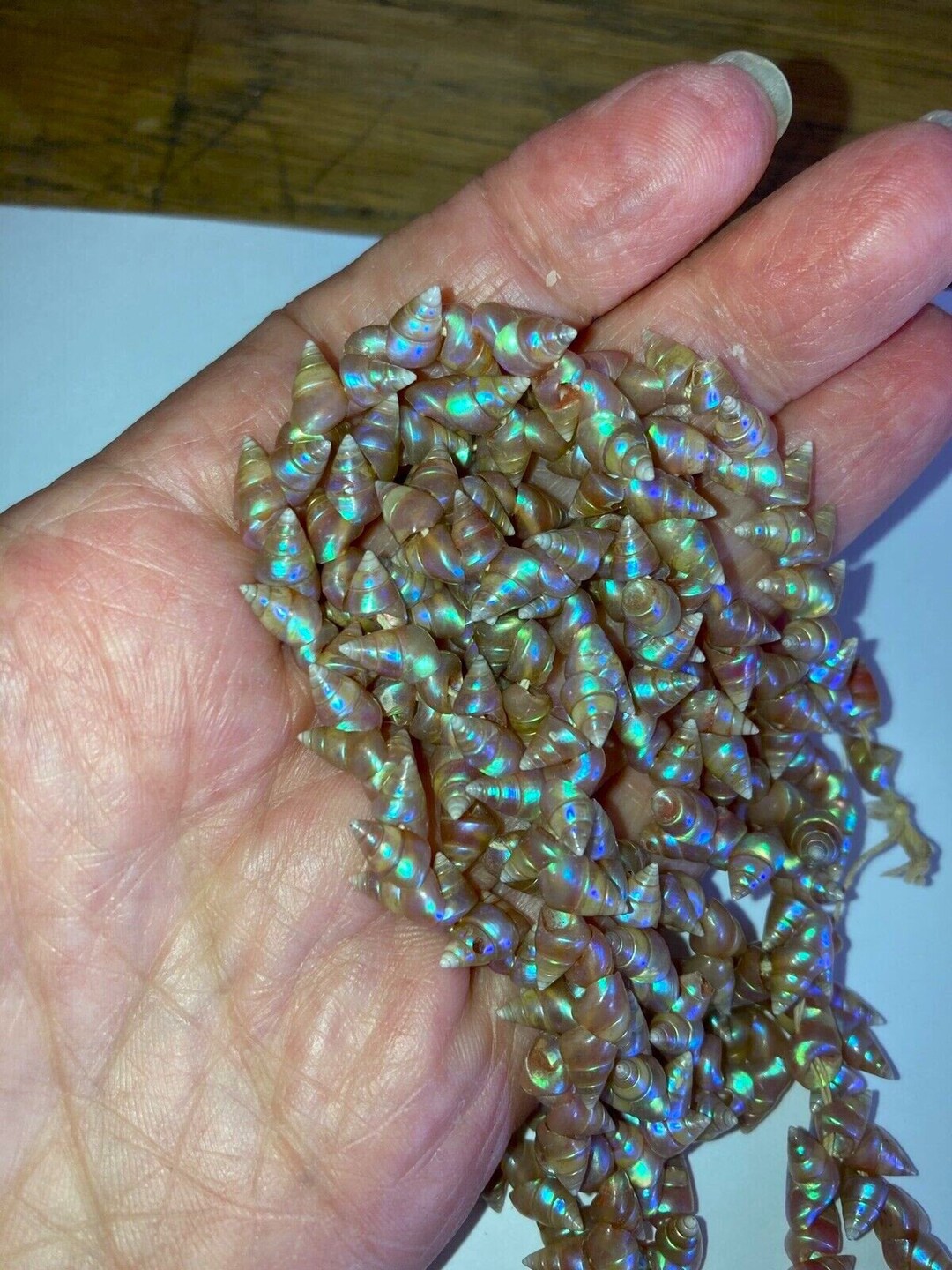 Fabulous ANTIQUE Tasmanian Aboriginal MAIREENER Iridescent SHELLS 54 ...