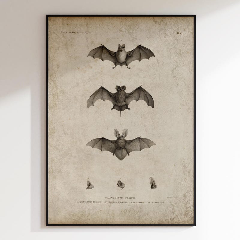 Vintage Bat Print - Etsy
