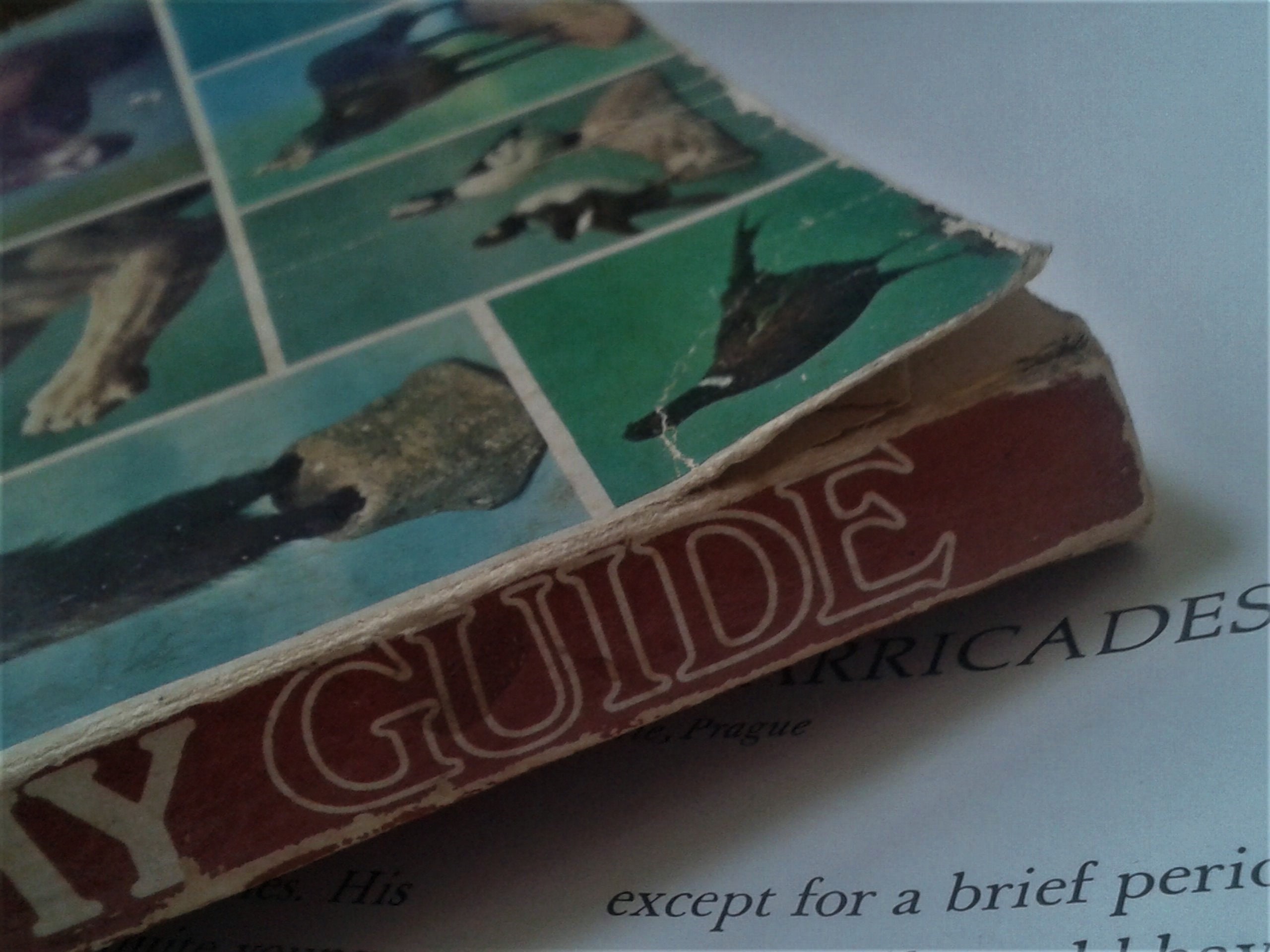 Taxidermy Guide, Russell Tinsley, Do-it-yourself Book, Taxidermy ...