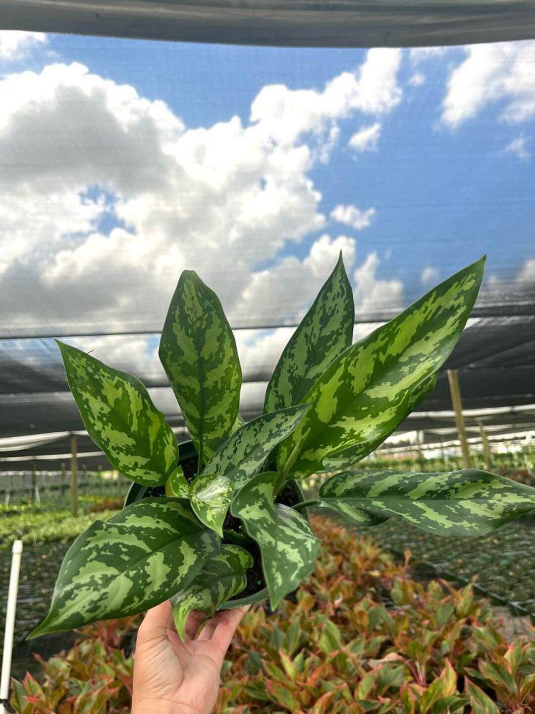 Aglaonema Maria (maria Chinese Evergreen) 1G - Etsy