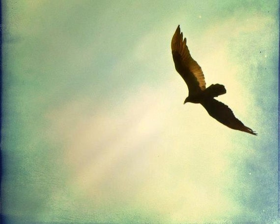 Items similar to Soaring Bird Photography, Bird in Flight, Soaring Bird ...
