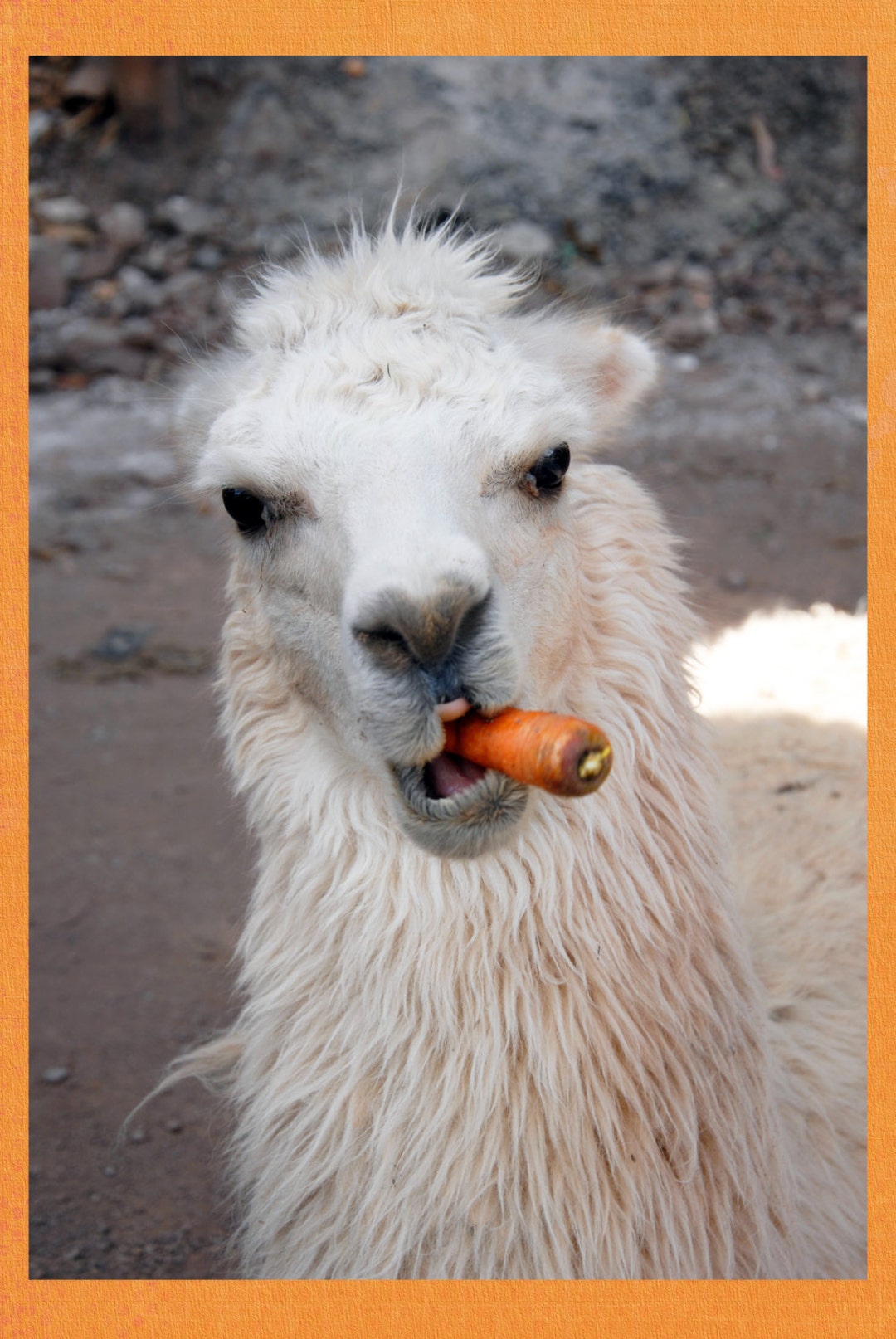 Llama Eating a Carrot, Photo Greeting Card, 4"x5.6", (portrait), Blank ...