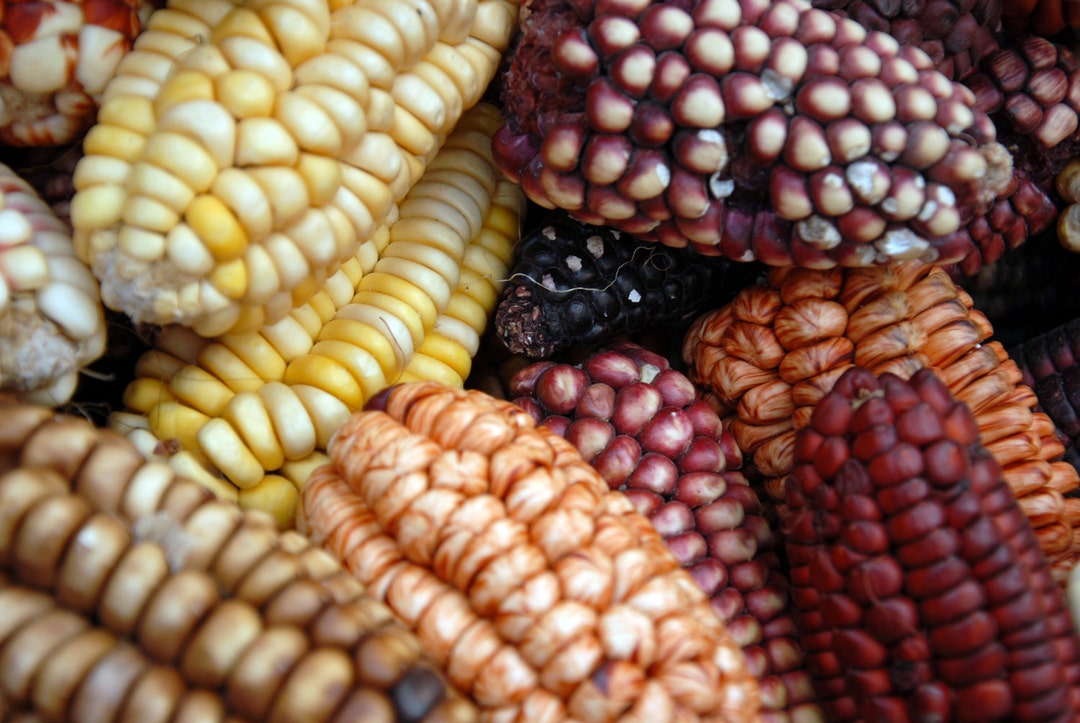 Colorful Corn in Cuzco Market, Photo Greeting Card, 7"x5", Blank. - Etsy