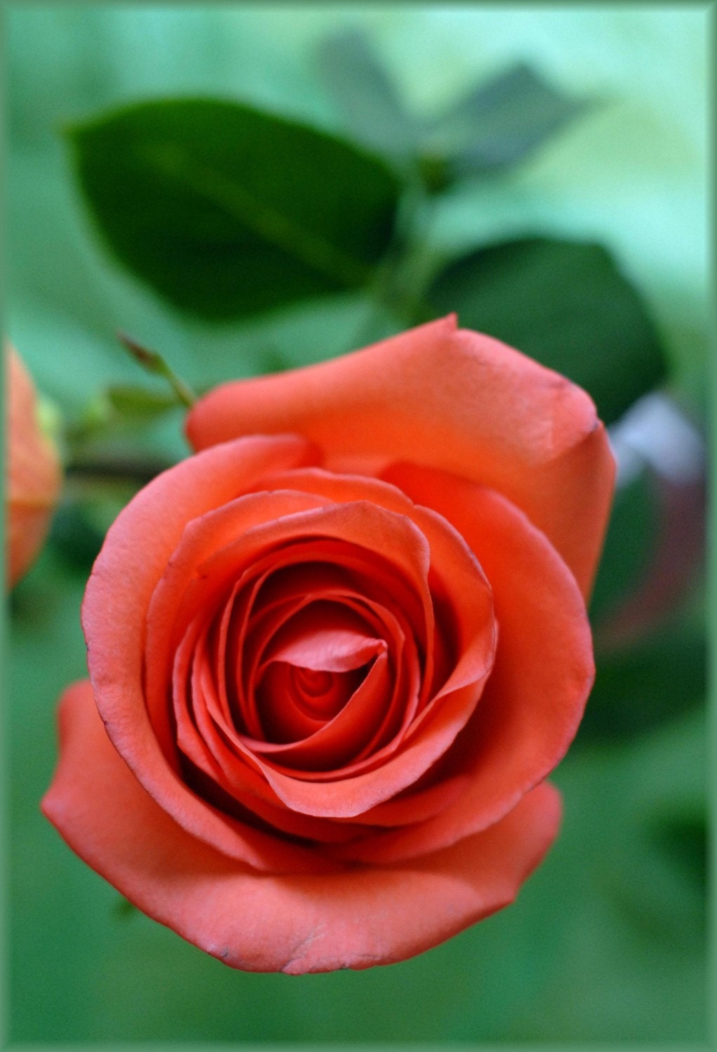 Single Rose Photo Card 5x7 Blank - Etsy