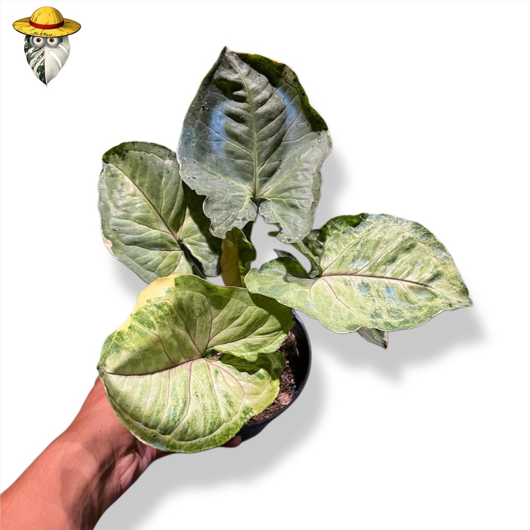 Syngonium Orm Thong Mutation Variegated Live Plant (real Photo) - Etsy