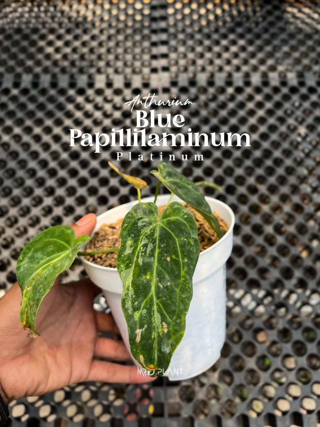Anthurium Blue Papillilaminum Platinum | Rare Velvet Aroid | Real Plant ...