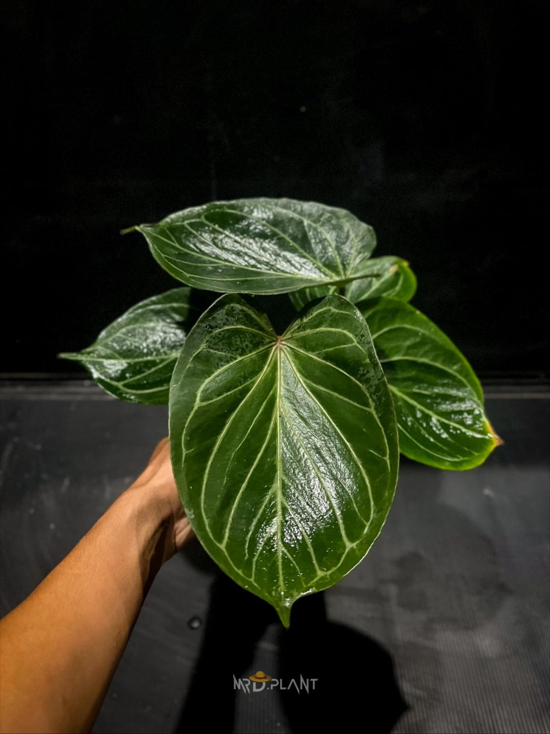 Anthurium HU (king of Spades) Butterfly | Real Picture | Tropical Plant ...