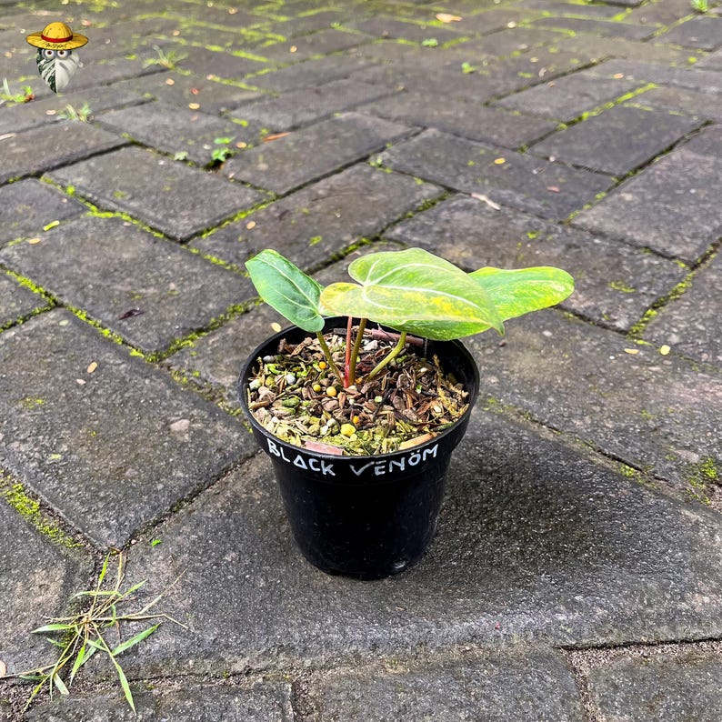 Anthurium Black Venom Variegated Actual Plant (real Photo) Rare Aroid ...