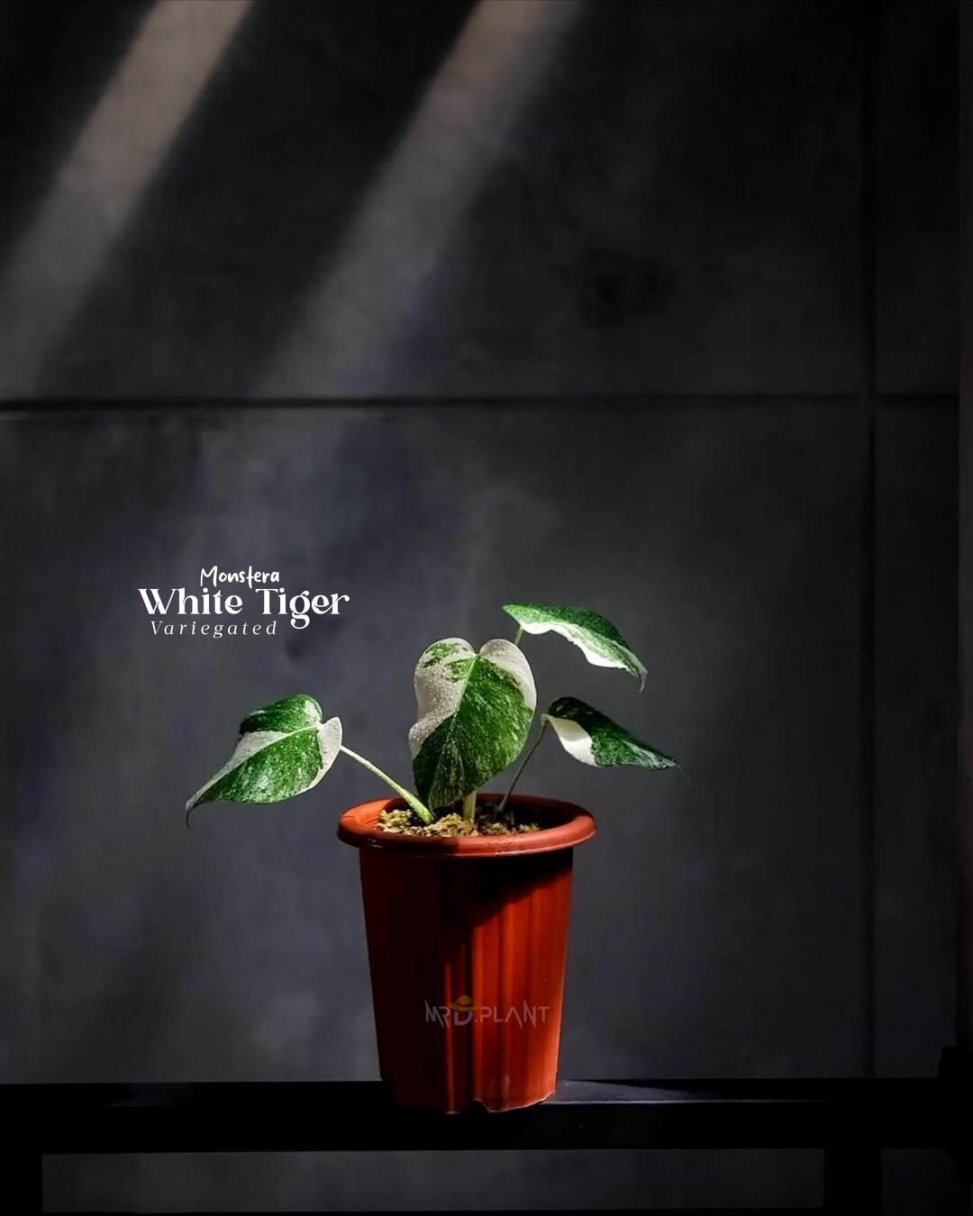 Monstera White Tiger Variegated | Reference Photo | Rare Tropical Aroid ...