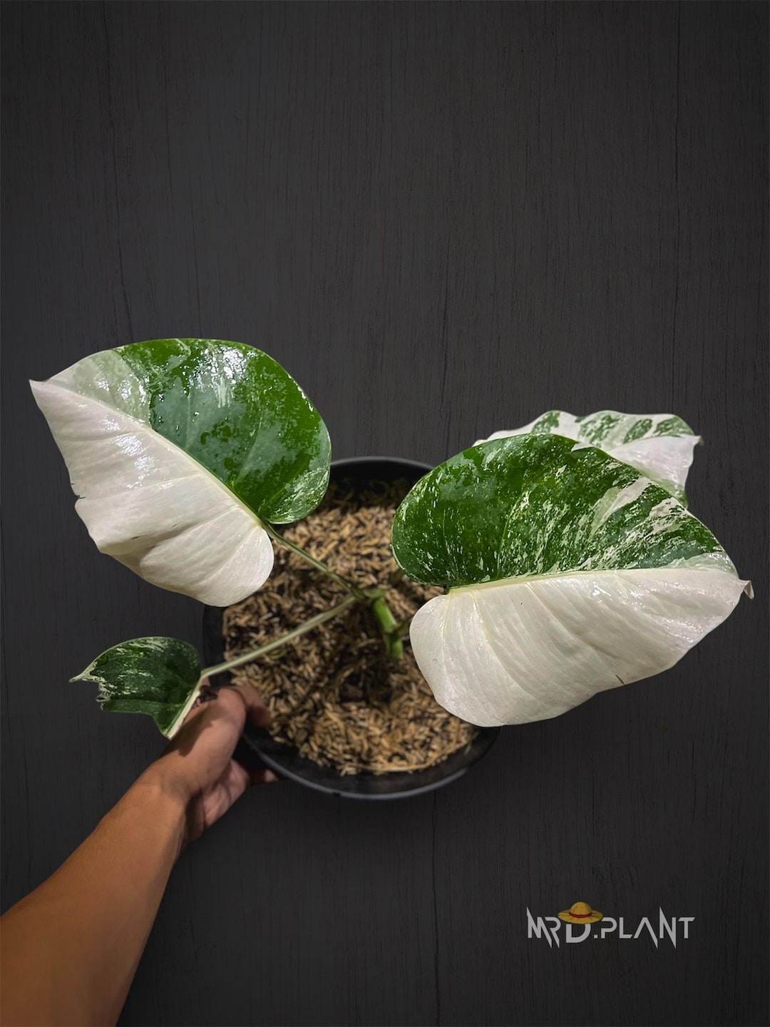 Monstera Albo White Tiger Variegated Live Plant (real Photo) - Etsy