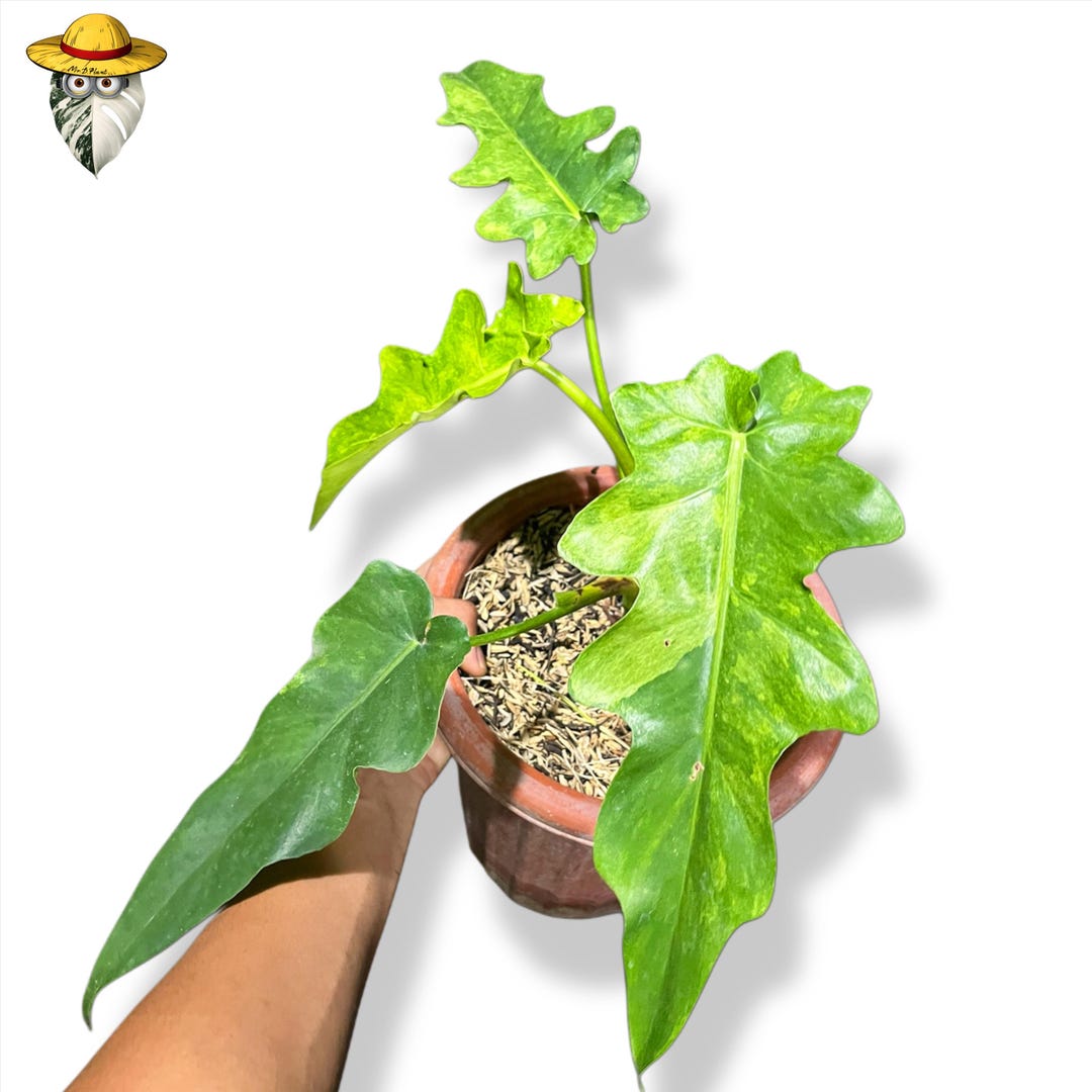 Philodendron Bob Cee Variegated Live Tropical Plant (real Photo) - Etsy