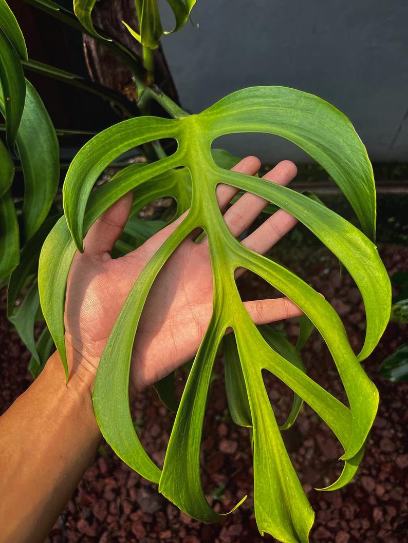 Monstera Burle Marx Flame Big Size Rare Aroid Live Tropical Plant (real ...