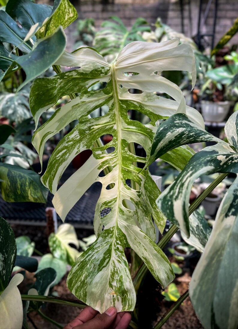 Monstera Albo White Tiger Variegated Big Size - Rare Tropical Plants ...