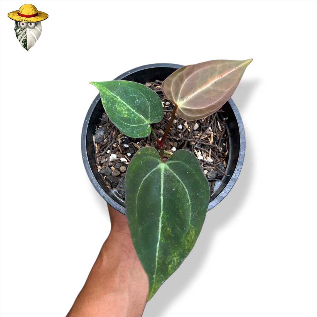 Anthurium Black Venom Hybrid Variegated Live Plant (real Photo) - Etsy