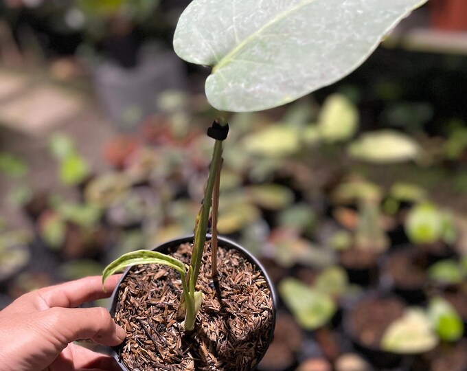 Monstera Devil Monster Borsigiana Variegated | Real Picture | Rare ...