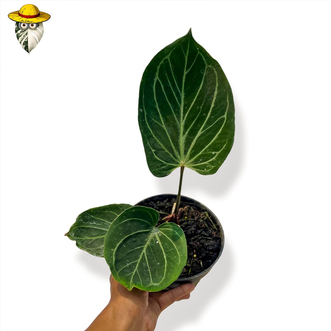 Anthurium HU King of Spades Unique Leaves (real Photo) Live Plant - Etsy