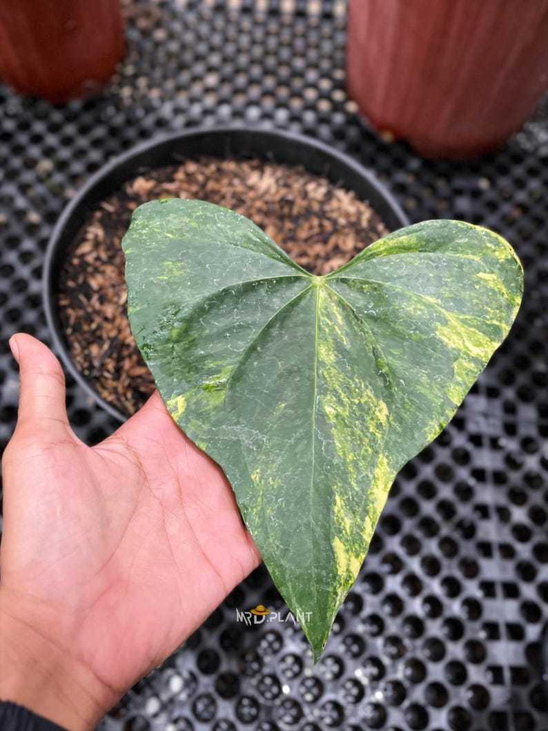 Anthurium Pterodactyl Variegated | Real Picture | Rare Aroid One Leaf ...