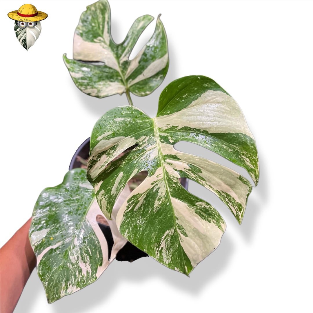 Monstera Albo White Tiger Variegated (real Photo) Actual Plant Unique ...
