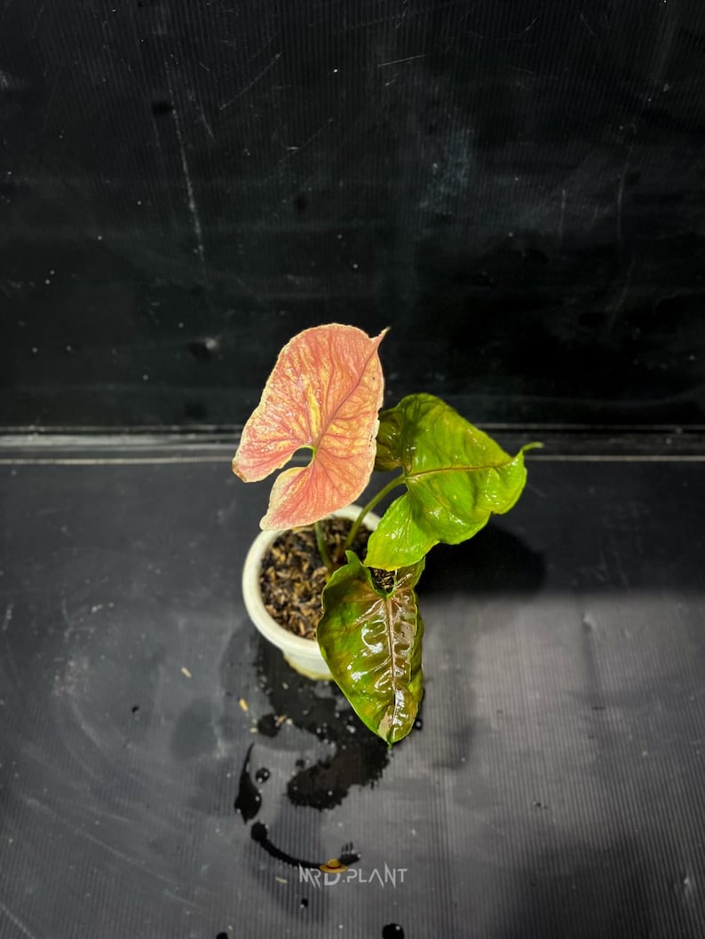 Syngonium Strawberry Ice Galaxy Variegated Live Plant (real Photo) - Etsy