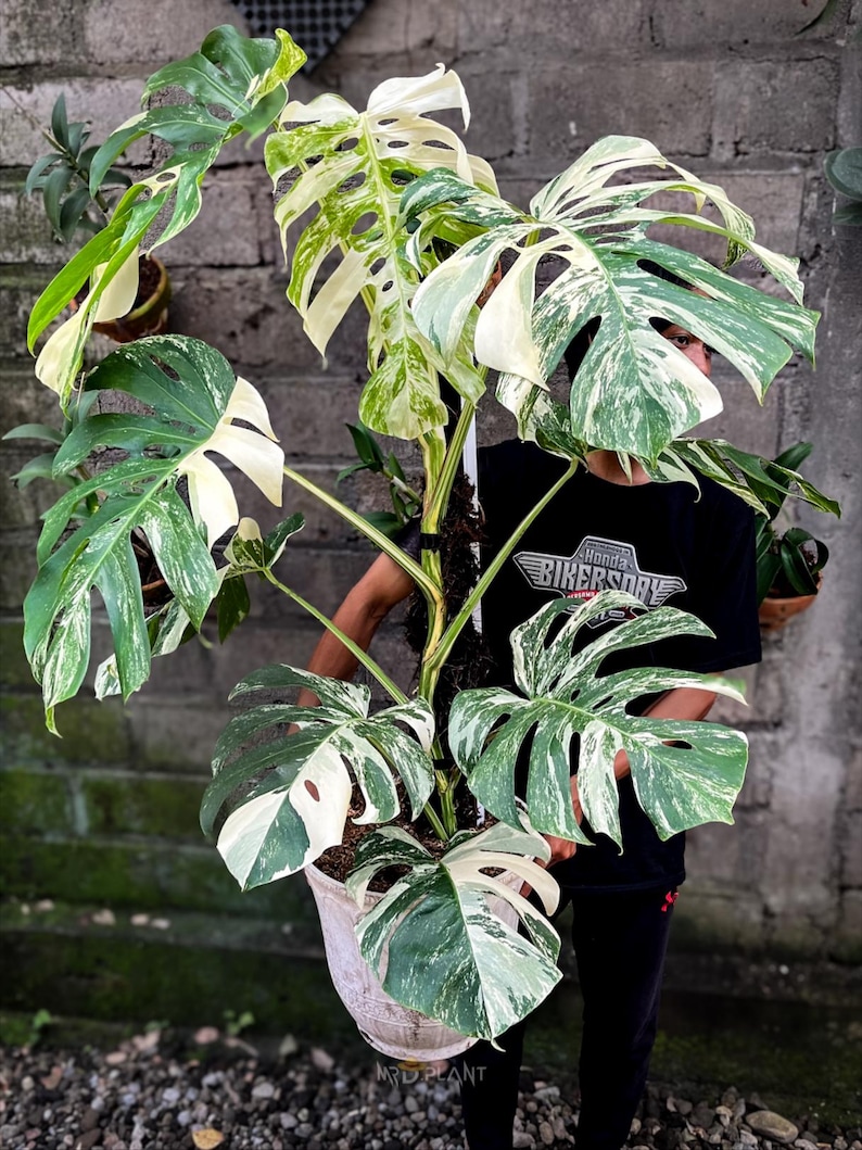 Monstera Albo White Tiger Variegated Big Size - Rare Tropical Plants ...